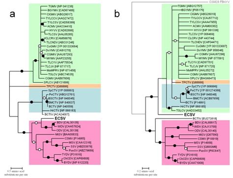 Maximum Likelihood Trees Of A Coat Protein Jtt G4 Model And B