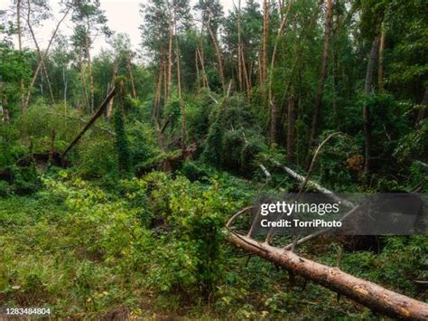 Thicket Dense Vegetation Photos And Premium High Res Pictures Getty Images