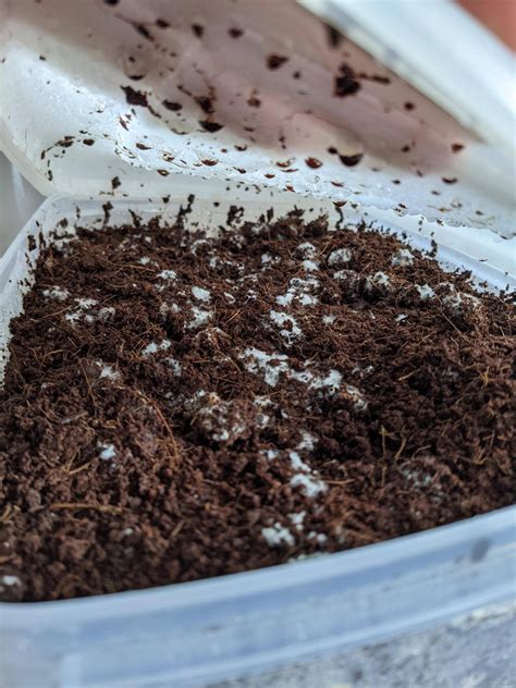 Bulk Substrate Stopped Colonizing Shrooms