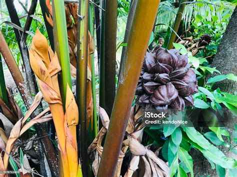 Gugusan Buah Globular Dan Bunga Fruticans Nypa Atau Telapak Tangan Nipa Atau Nipa Atau Mangrove