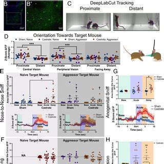 PDF Sexual Differentiation Of Neural Mechanisms Of Stress Sensitivity During Puberty