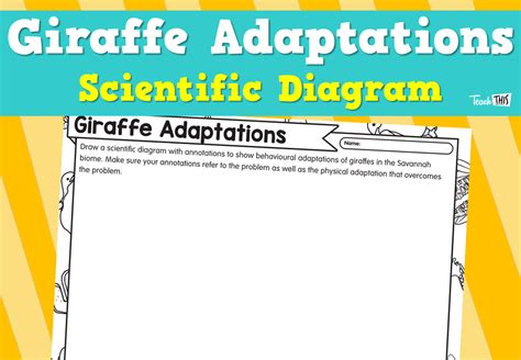Giraffe Adaptations Scientific Diagram Teacher Resources And
