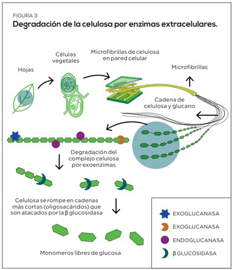 Ejemplo De Complejo Enzima Sustrato