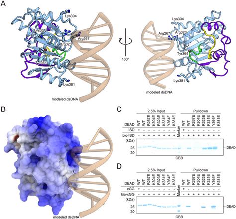 Putative Dsdna And Cdn Binding Sites Of Ddx41 A Docking Model Of