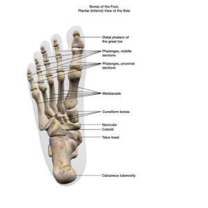 Exercises For Big Toe Arthritis [p]rehab