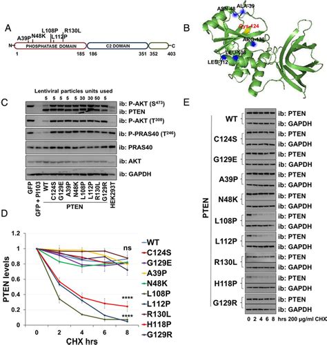 Missense Pten Mutations Associated With Severe Pten Hamartoma Tumour Download Scientific