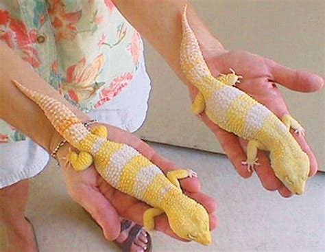 Leopard Gecko Breeding Reptiles Magazine