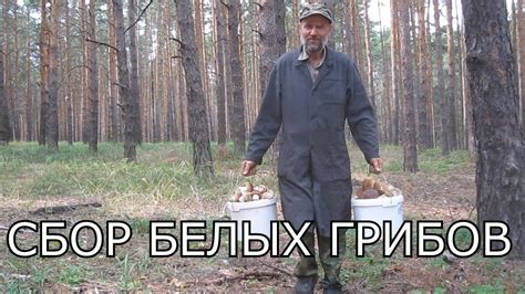 Сбор грибов.Поход в лес за грибами.Много грибов.Секреты сбора грибов ...