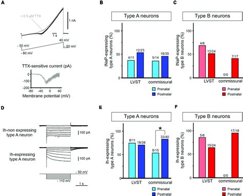 Perinatal Expression Of Inap And Ih In Perinatal Lvst And Commissural Download Scientific