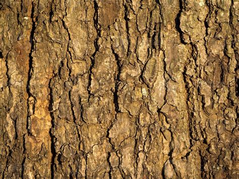 Seamless Tree Bark Background Brown Tileable Texture 43276017 Stock