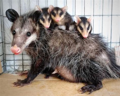 Conoce Al ‘tlacuache El único Marsupial Mexicano