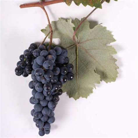 ახარდანი წითელყურძნიანი ვაზის ჯიში აგროკავკასია