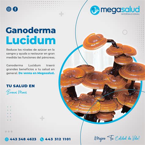 El Ganoderma Licidum Es Un Hongo Megasalud Internacional Facebook