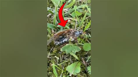 Zombie Grasshopper 😨 Facts Youtube