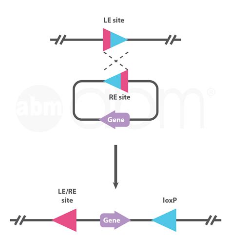 Cre Lox Recombination Introduction Abm Inc