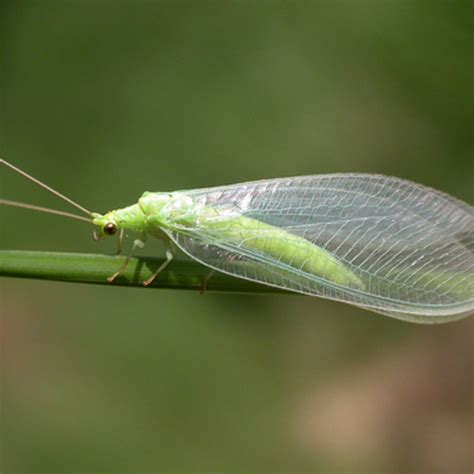 Insect Predators Fine Gardening