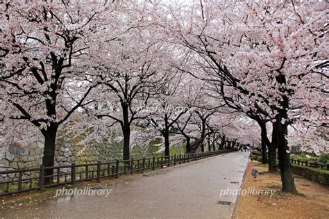 金沢城公園 石川門と桜 写真素材 フォトライブラリー photolibrary