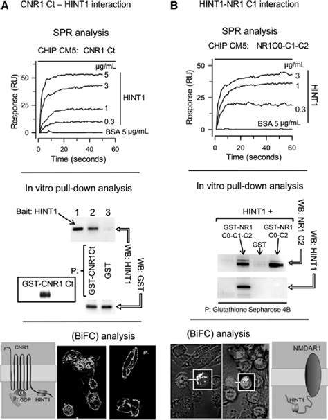 The Hint1 Protein Binds To The Cnr1 C Terminal Sequence And The C1 Download Scientific Diagram