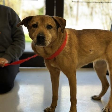 Adopt Princess Poppy Today Pets Thecountyoffice