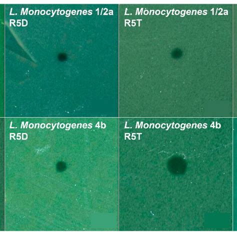 Plaque Morphology Of The Different P100 Bacteriophage Samples Infecting Download Scientific
