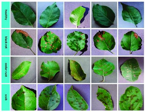 Leaf Image Examples Belonging To Healthy And Diseased Classes Of Apple