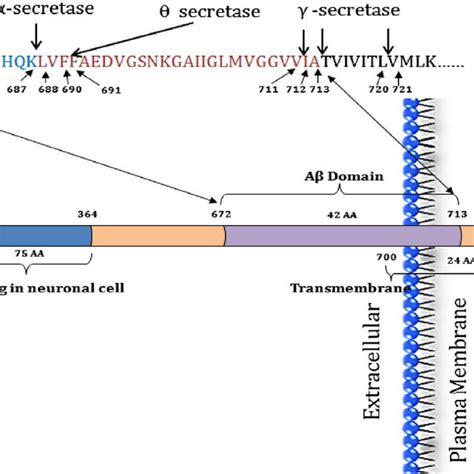 Shows The Secretase Cleavage Sites In App Full Length App Consists Of Download Scientific