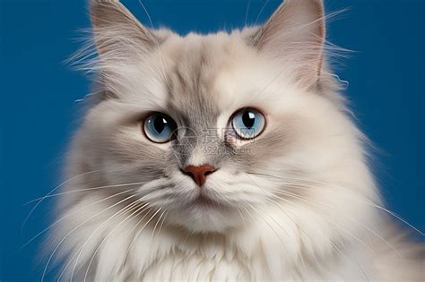 镜头下的可爱小猫高清图片下载 正版图片 摄图网