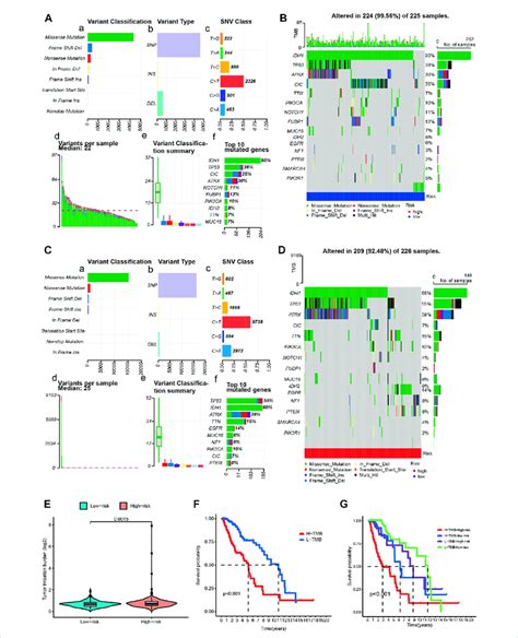 Overview Of Lgg Single Nucleotide Variant Information Ac