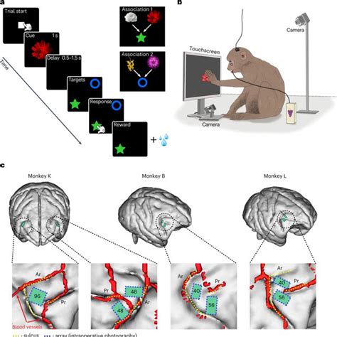 Task Design And Neural Implants A Conditional Associative Task Three Download Scientific