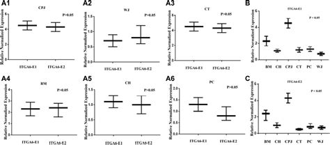 Frontiers The Potential Role Of Integrin Alpha 6 In Human Mesenchymal Stem Cells