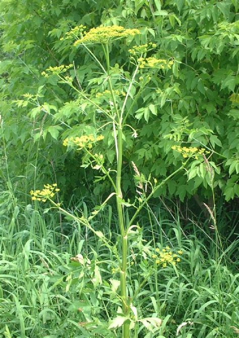 Parsnip Plant