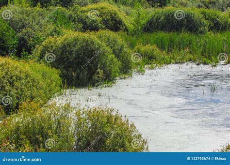 Summer Landscape Swamp Marsh Bog Quagmire Morass Backwater Stock