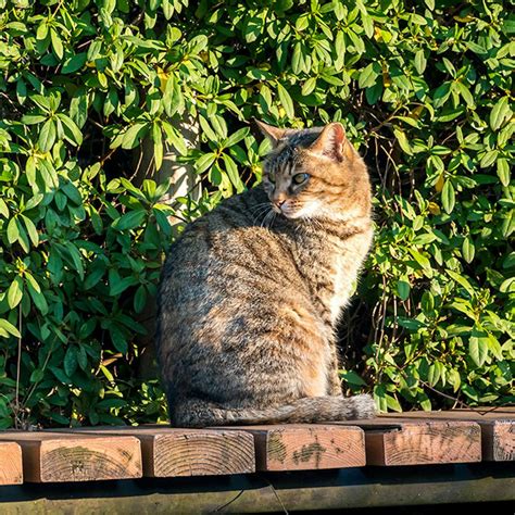 Trap Neuter Return Program Mesa Listens