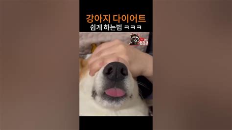강아지 다이어트 쉽게 하는방법ㅋㅋ 웰시코기 Youtube