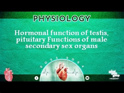 L Hormonal Function Of Testis And Pitutary Functions Of Male Secondary Sex Organs Physiology