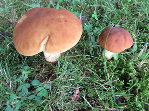 Different Trails Toad Stools
