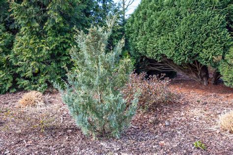 Juniper Shrubs