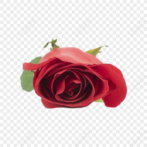 로맨틱 밝은 빨간 장미 꽃 꽃낭만적 인혼인