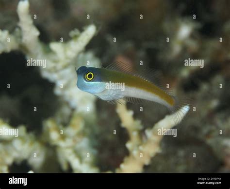 Small Blenny Bluehead Blenny Ecsenius Ops Swimming Among Corals In
