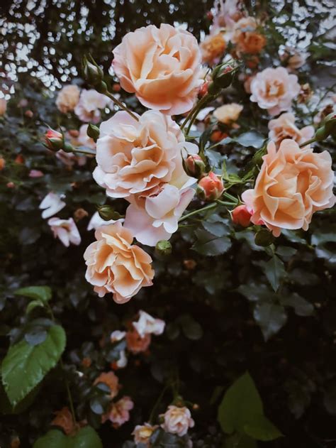 Pretty Flower Rflowers