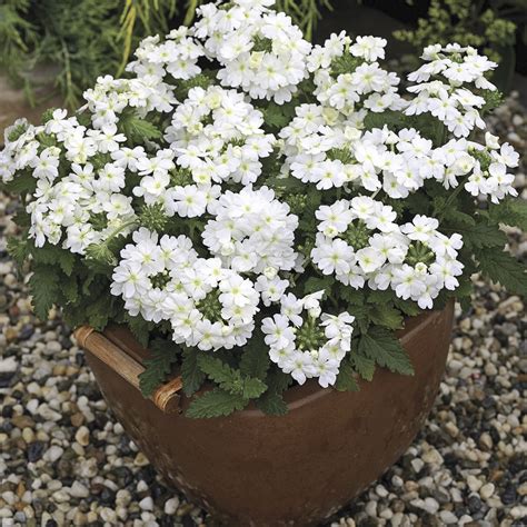 White Verbena Flower