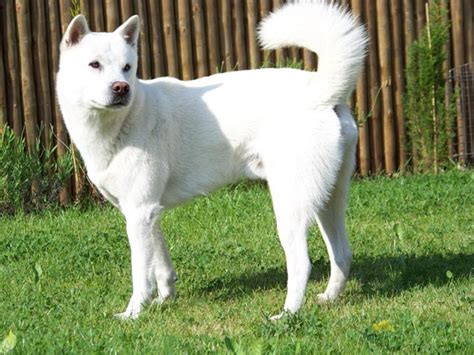Kishu Inu Ou Kishu Ken Origines Caractéristiques Et Soins