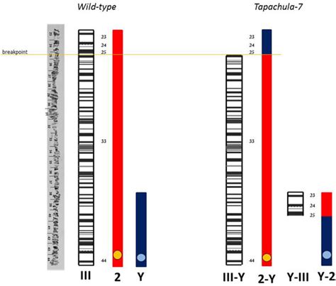Schematic Representation Of The Correlation Between Mitotic Chromosome