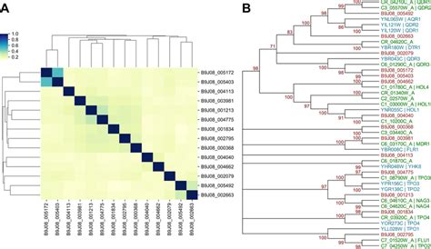 sequence relatedness and phylogenetic analysis of dha1 transporters a