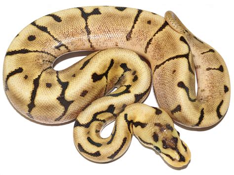 morph list world of ball pythons