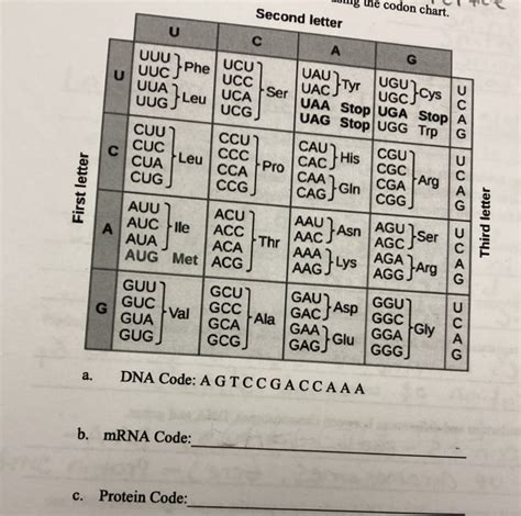 Solved: ling the codon chart. Second let _ b. mRNA Code: _ c. Protein ...