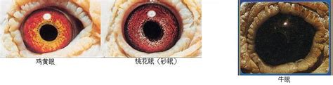 怎样看鸽子眼砂 天下鸽问