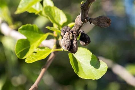 Fighting Fig Tree Diseases A Guide To Diagnosis And Treatment