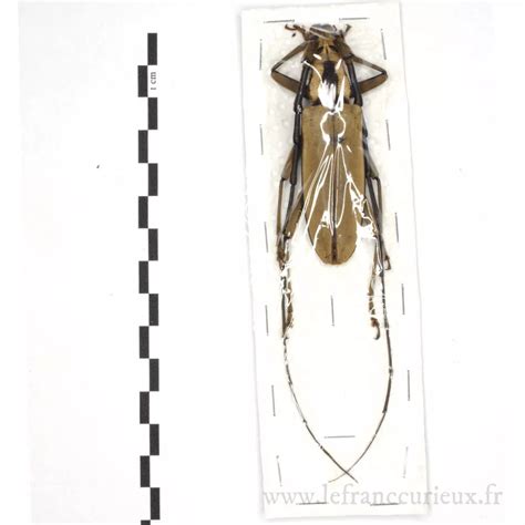 Massicus Pascoei Mâle 70mm