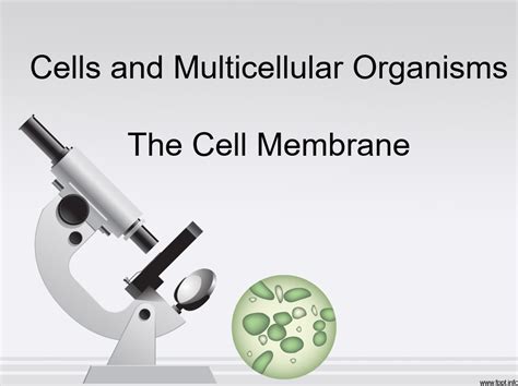 Cell Membrane Structure PowerPoint Teaching Resources